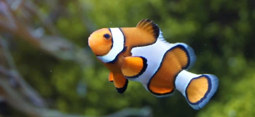 Fish Spirit Animal – Guide To Symbolism And Meaning | Authority Astrology
